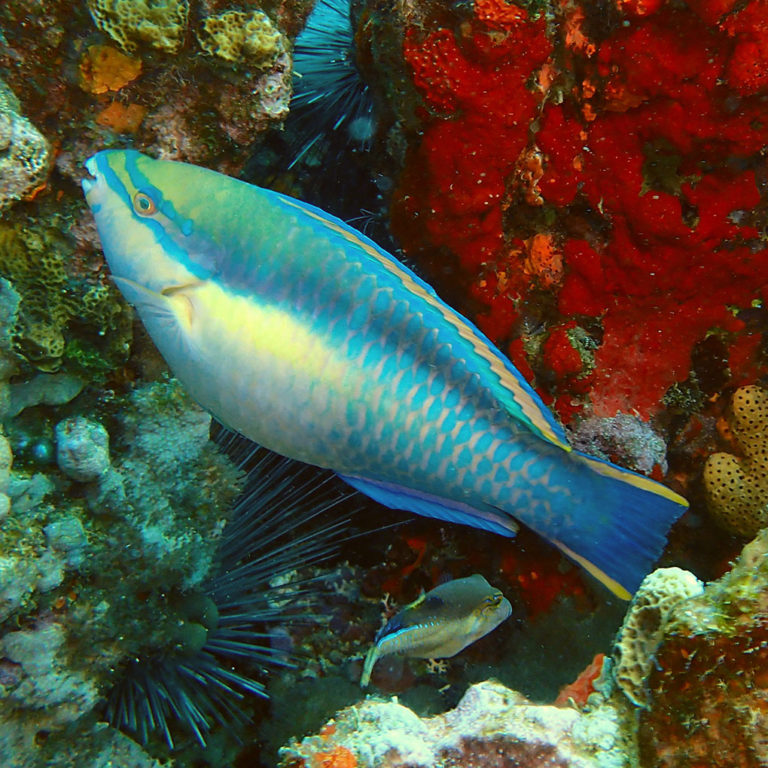 Poissons perroquet, ou poissons chat