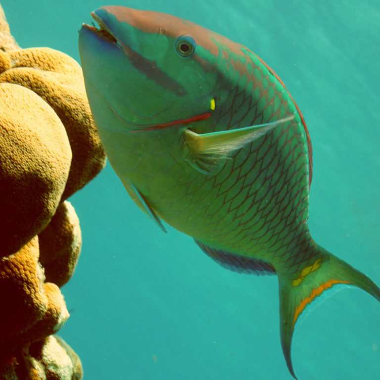 Poissons perroquet, ou poissons chat