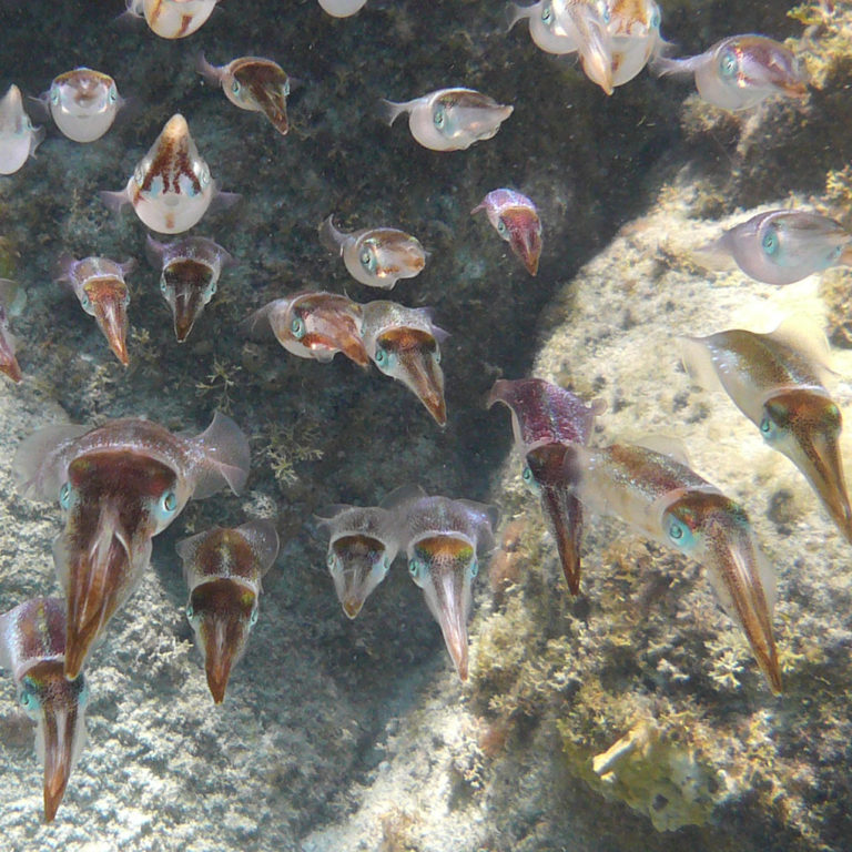 Calamars Antilles